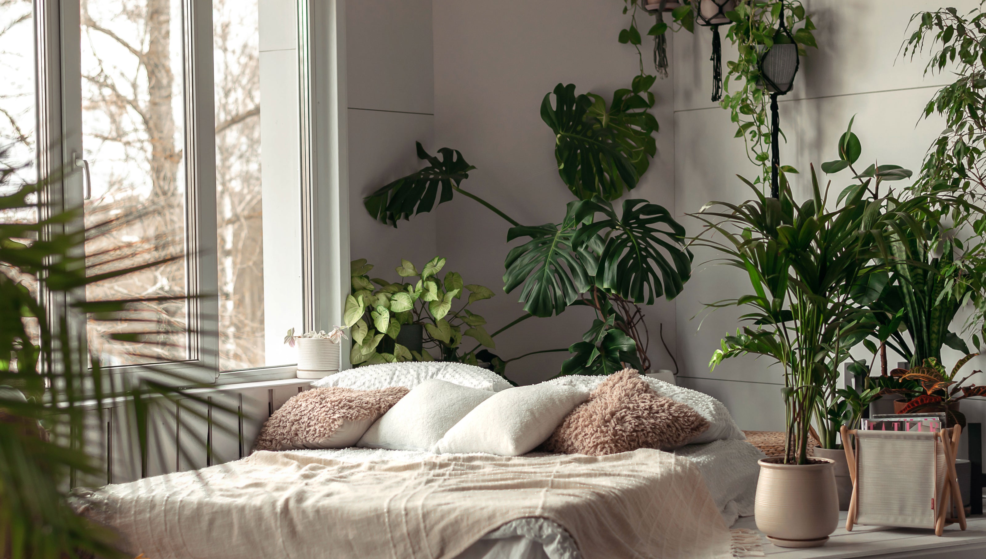 Belle Flora - Plantes d'intérieur et de jardin - Livré à domicile